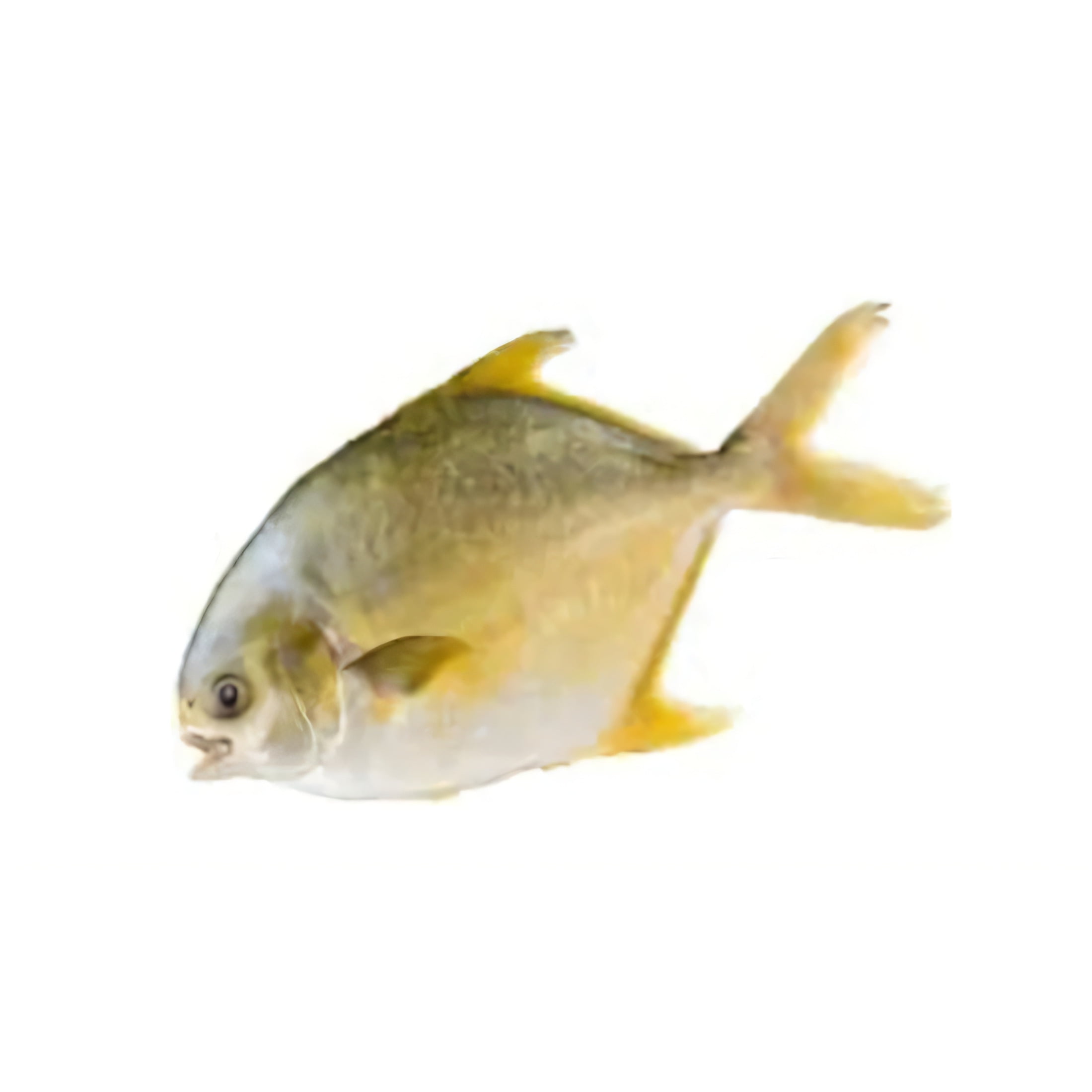 Redlightmart - Fish Pompano Frozen Whole - Walmart.com