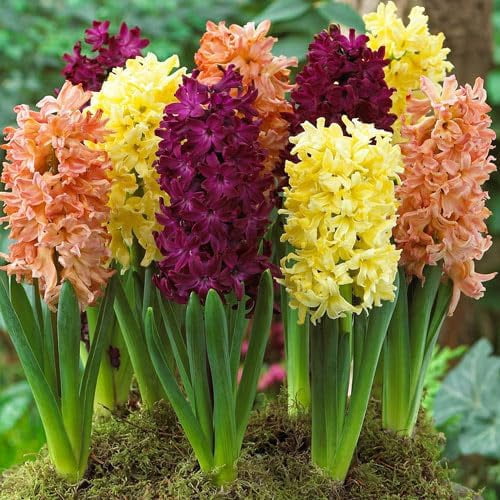 CZ Grain Redolent Riches Mix Hyacinth Bulbs, Easy to Grow, Spring ...