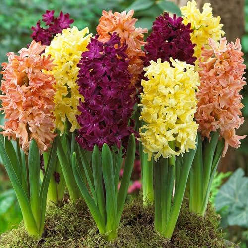 Redolent Riches Mix Hyacinth Bulbs for Planting - Easy to Grow Perennial Hyacinth (5 Bulbs ...