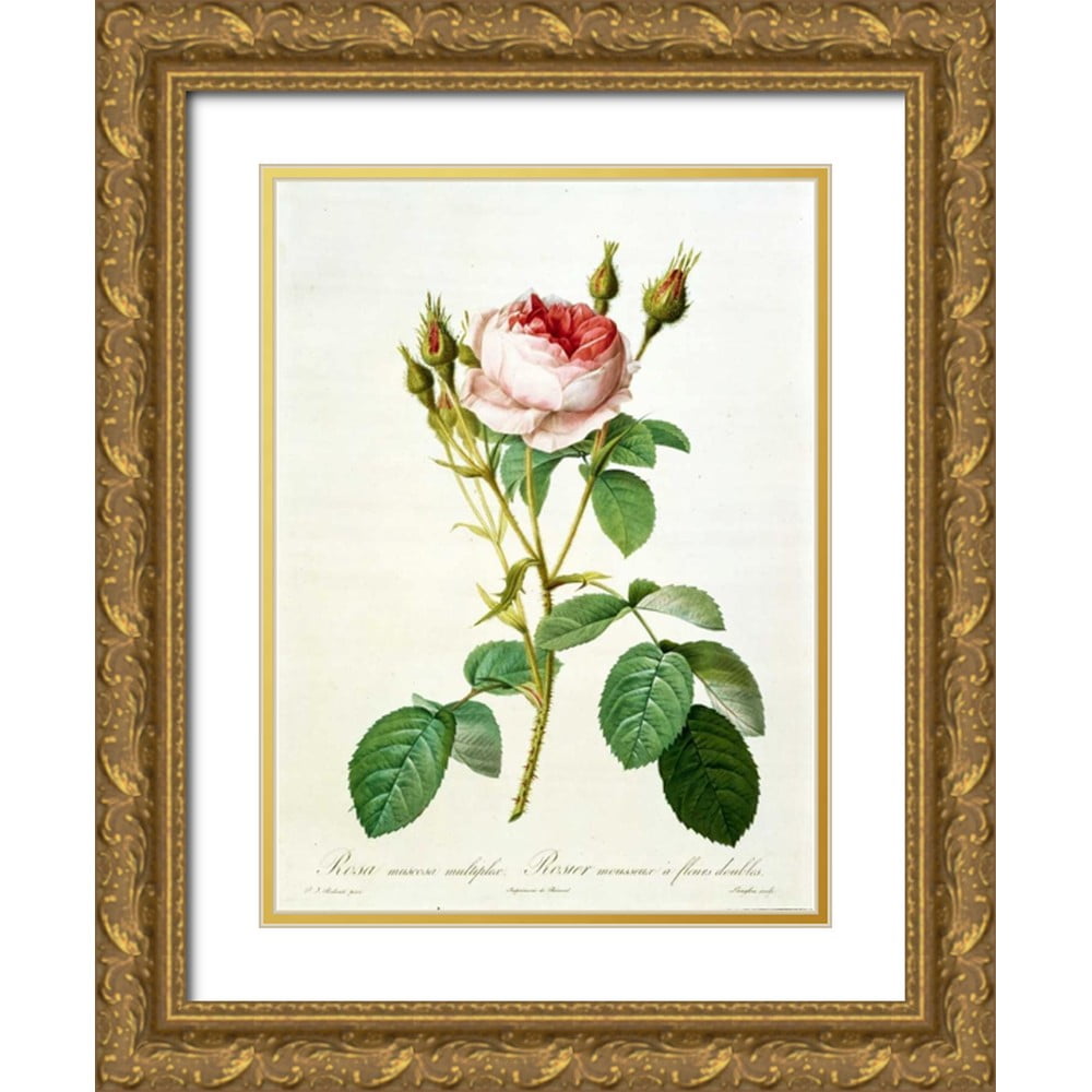 Redouté, Pierre-Joseph 19x24 Gold Ornate Wood Framed with Double ...