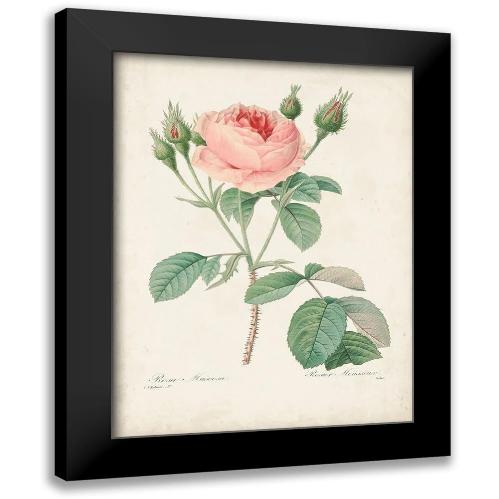 Redoute, Pierre 12x14 Black Modern Framed Museum Art Print Titled ...