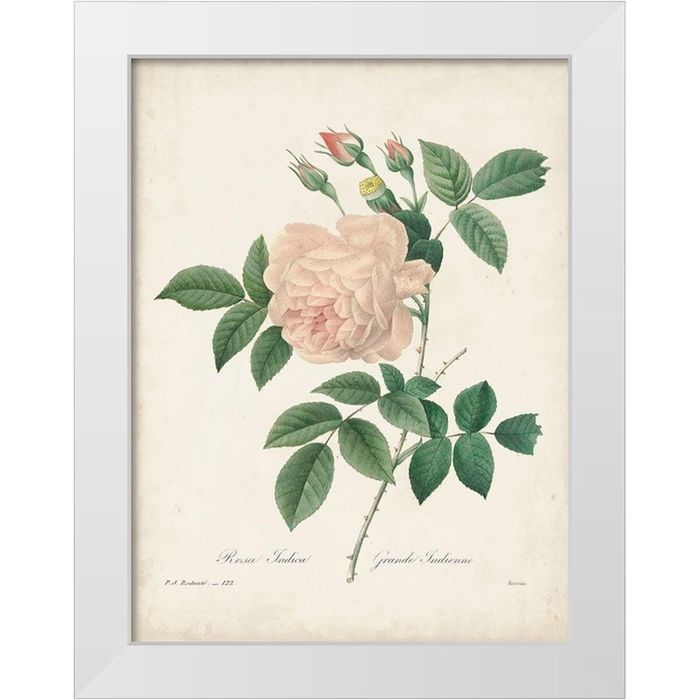 Redoute, Pierre 12x14 White Modern Wood Framed Museum Art Print Titled ...