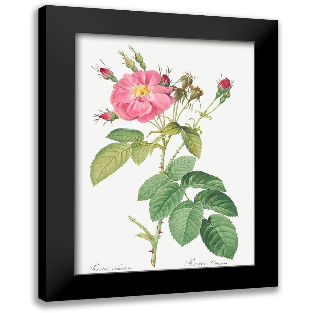 Redoute, Pierre Joseph 11x14 Black Modern Framed Museum Art Print ...