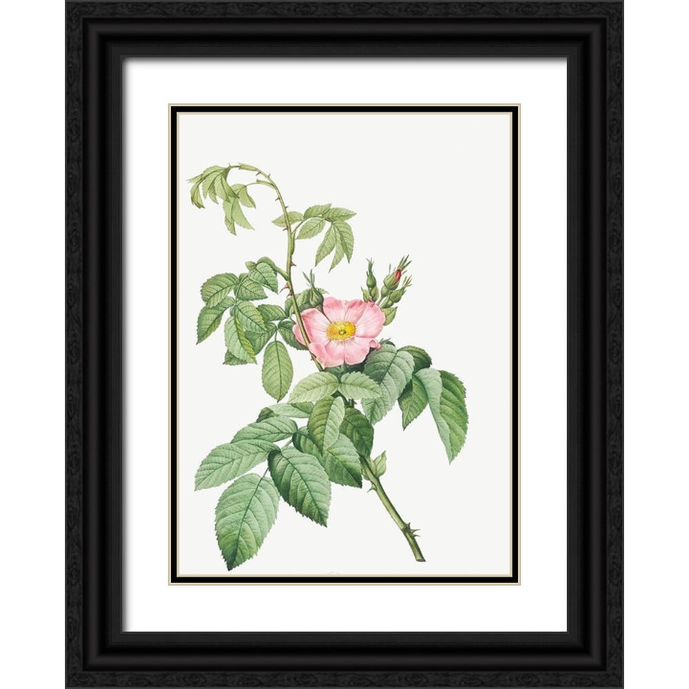 Redoute, Pierre Joseph 11x14 Black Ornate Wood Framed with Double ...