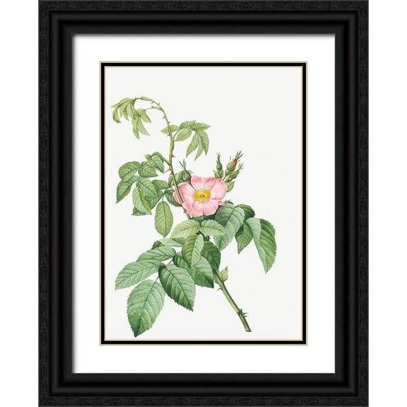 Redoute, Pierre Joseph 11x14 Black Ornate Wood Framed with Double ...