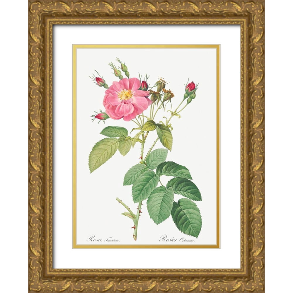 Redoute, Pierre Joseph 11x14 Gold Ornate Wood Framed with Double ...