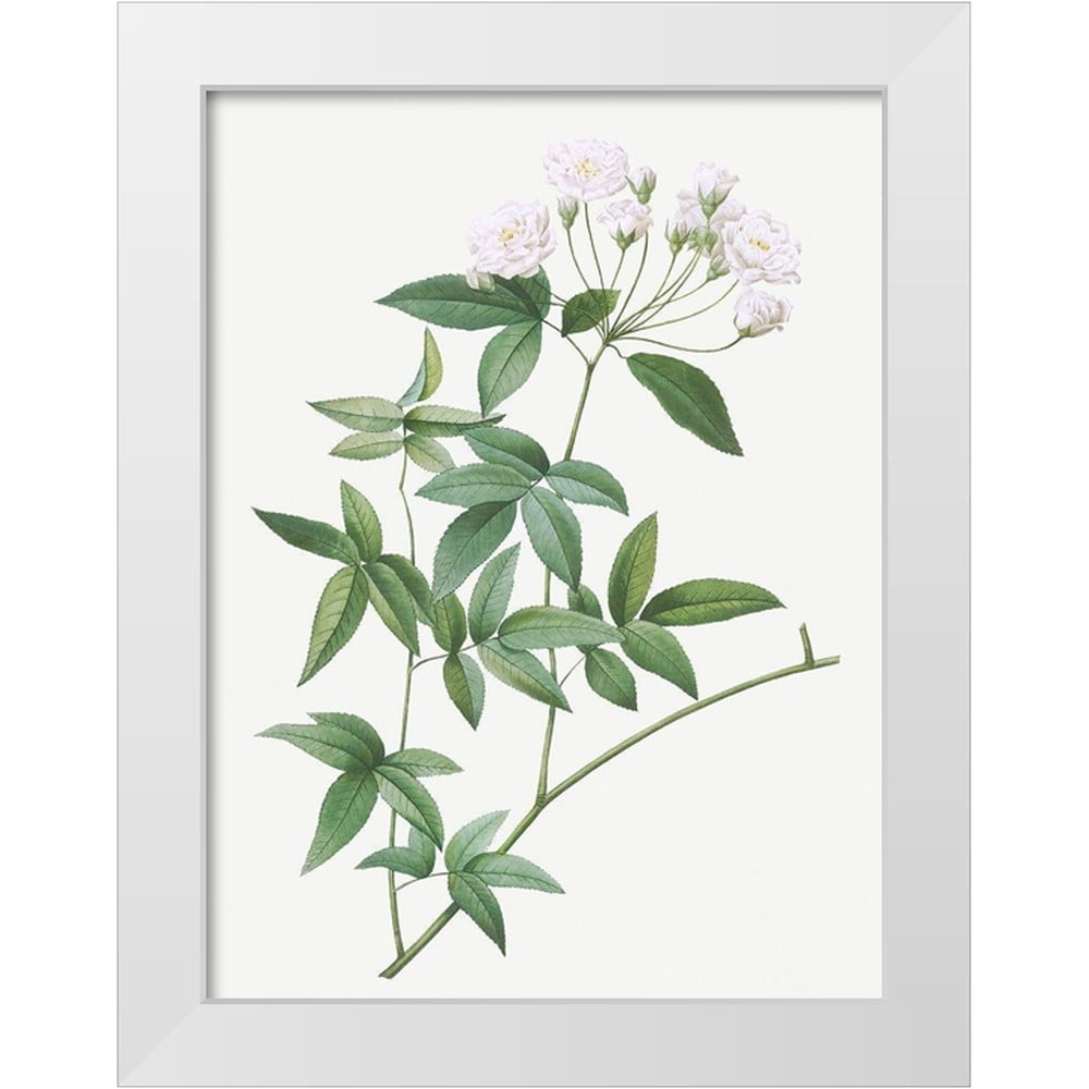 Redoute, Pierre Joseph 11x14 White Modern Wood Framed Museum Art Print ...