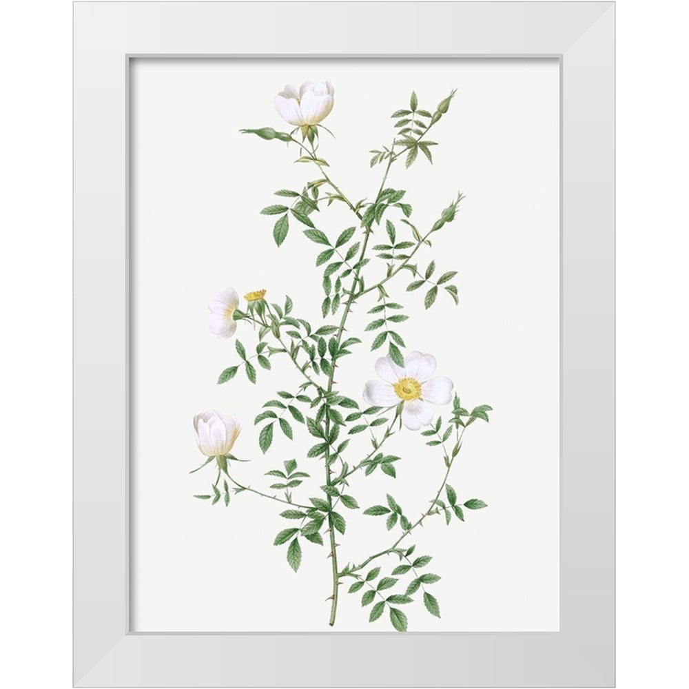 Redoute, Pierre Joseph 11x14 White Modern Wood Framed Museum Art Print ...