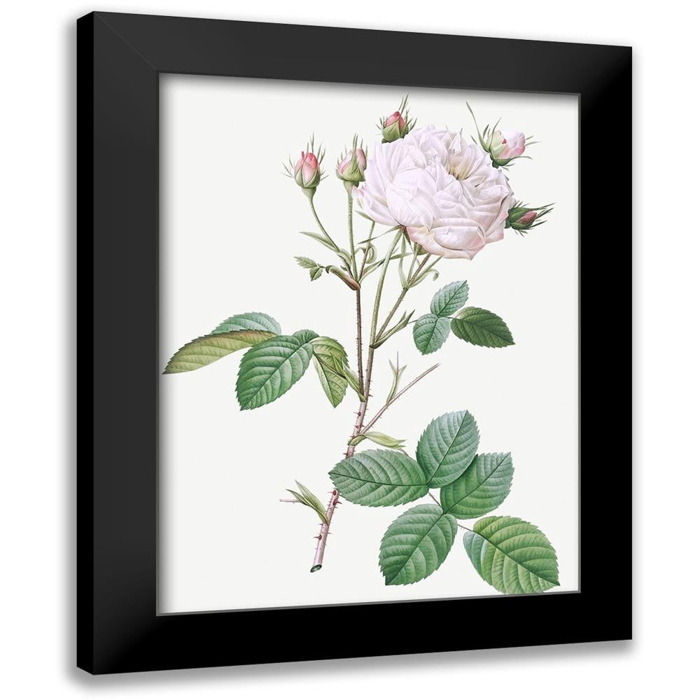 Redoute, Pierre Joseph 12x14 Black Modern Framed Museum Art Print ...