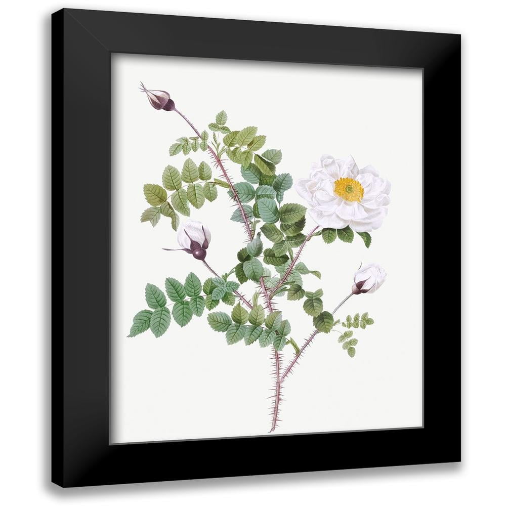 Redoute, Pierre Joseph 12x14 Black Modern Framed Museum Art Print ...