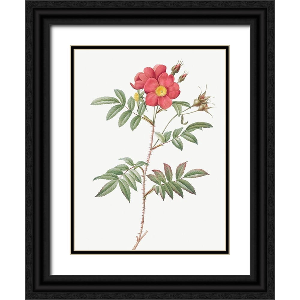 Redoute, Pierre Joseph 12x14 Black Ornate Wood Framed with Double ...