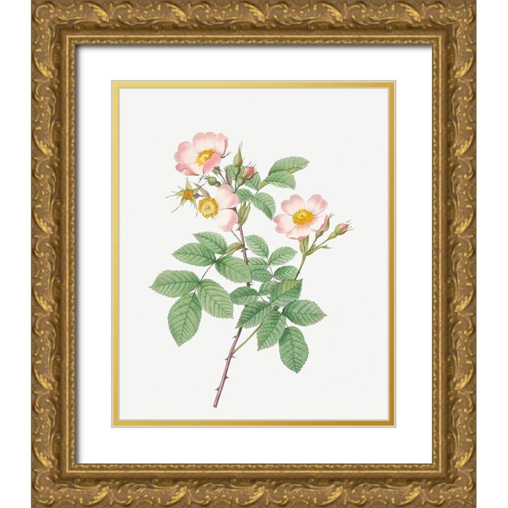Redoute, Pierre Joseph 12x14 Gold Ornate Wood Framed with Double ...