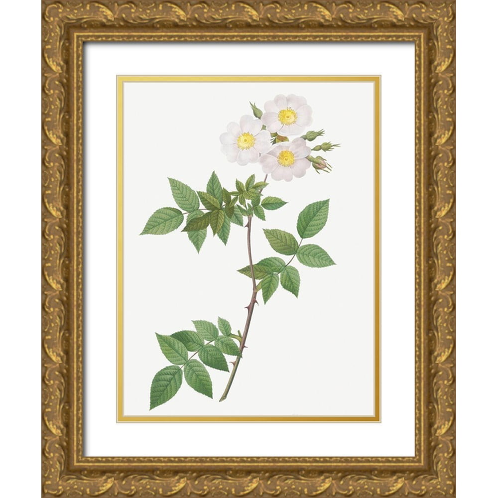 Redoute, Pierre Joseph 12x14 Gold Ornate Wood Framed with Double ...