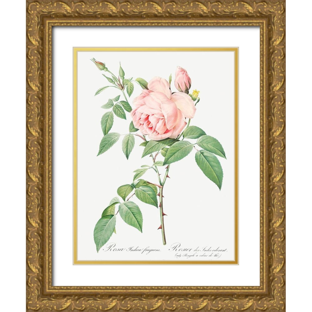 Redoute, Pierre Joseph 12x14 Gold Ornate Wood Framed with Double ...