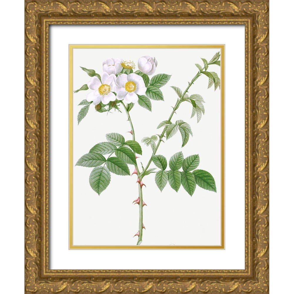 Redoute, Pierre Joseph 12x14 Gold Ornate Wood Framed with Double ...