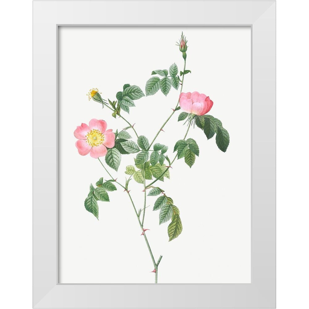 Redoute, Pierre Joseph 12x14 White Modern Wood Framed Museum Art Print ...