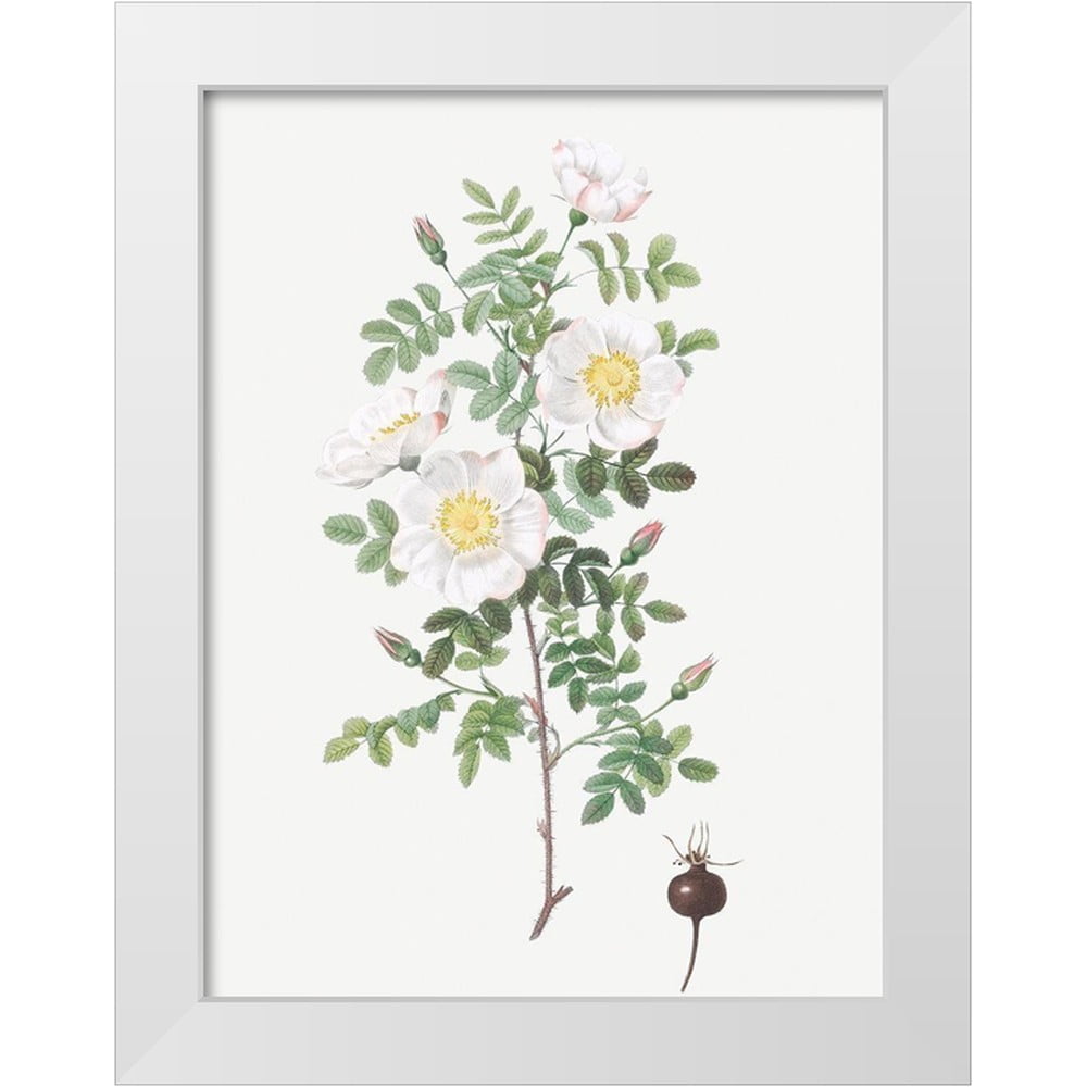 Redoute, Pierre Joseph 12x14 White Modern Wood Framed Museum Art Print ...