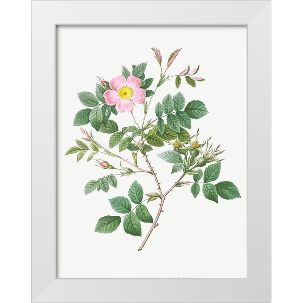 Redoute, Pierre Joseph 12x14 White Modern Wood Framed Museum Art Print ...