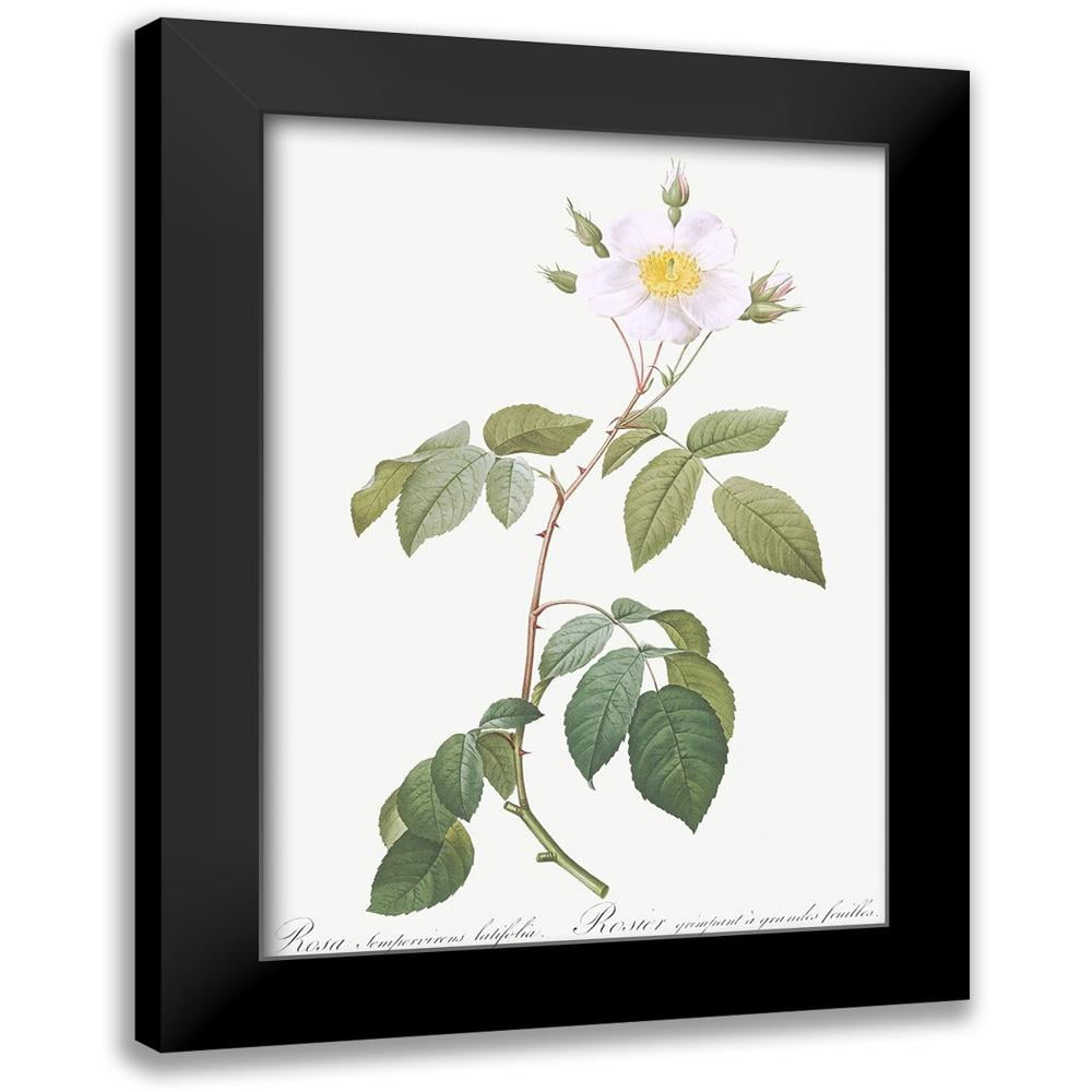 Redoute, Pierre Joseph 14x18 Black Modern Framed Museum Art Print ...