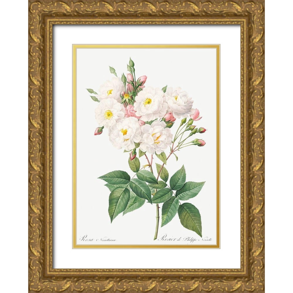 Redoute, Pierre Joseph 14x18 Gold Ornate Wood Framed with Double ...
