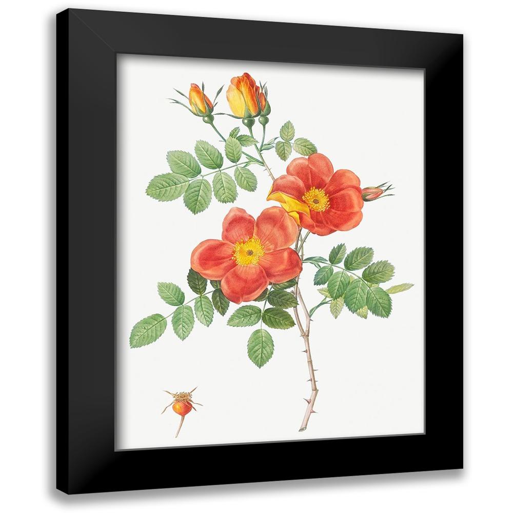Redoute, Pierre Joseph 15x18 Black Modern Framed Museum Art Print ...
