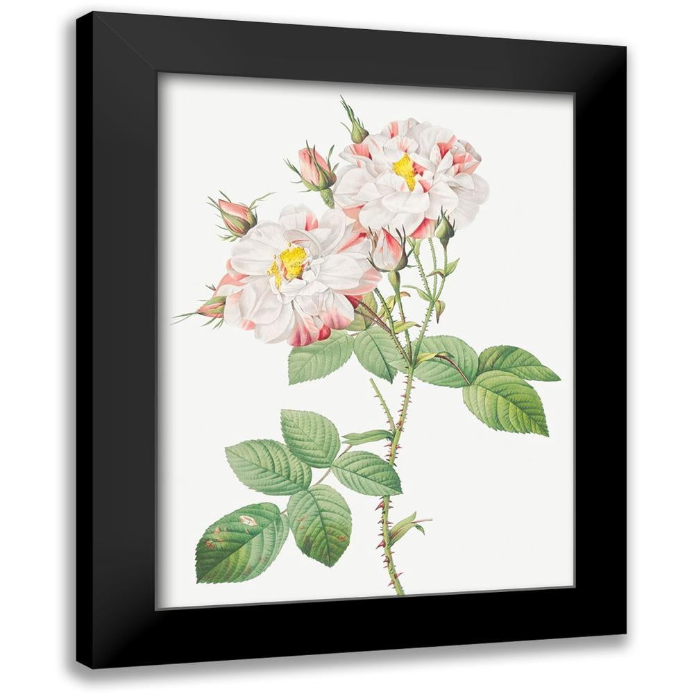 Redoute, Pierre Joseph 15x18 Black Modern Framed Museum Art Print ...