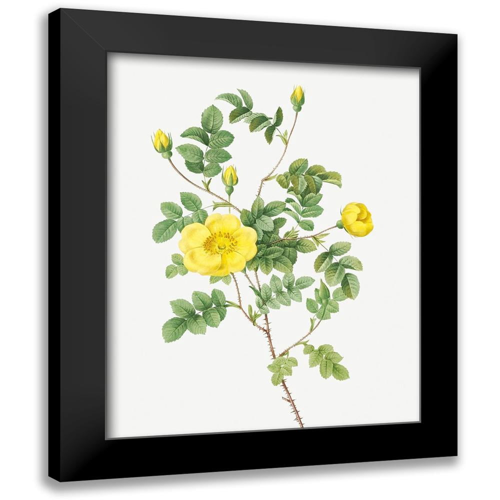 Redoute, Pierre Joseph 15x18 Black Modern Framed Museum Art Print ...