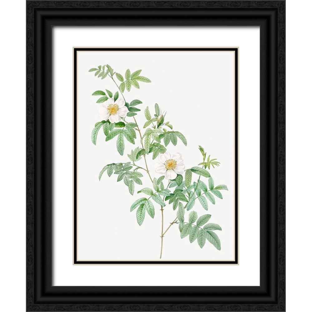 Redoute, Pierre Joseph 15x18 Black Ornate Wood Framed with Double ...