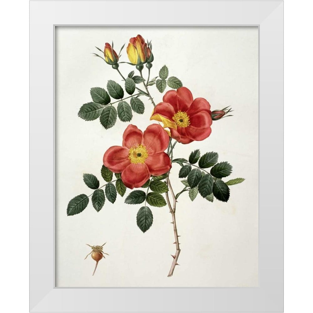Redoute, Pierre Joseph 15x18 White Modern Wood Framed Museum Art Print ...