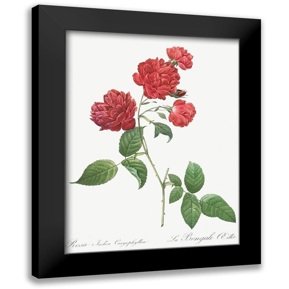 Redoute, Pierre Joseph 19x24 Black Modern Framed Museum Art Print ...