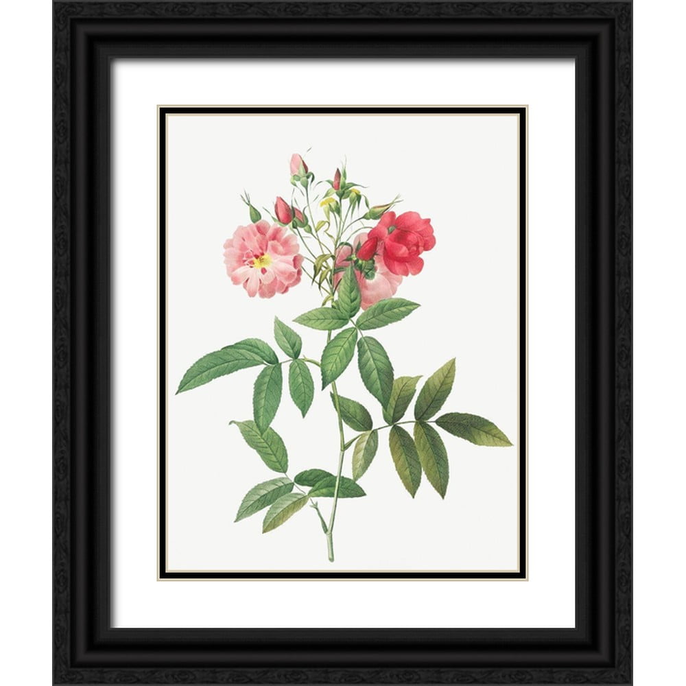 Redoute, Pierre Joseph 19x24 Black Ornate Wood Framed with Double ...