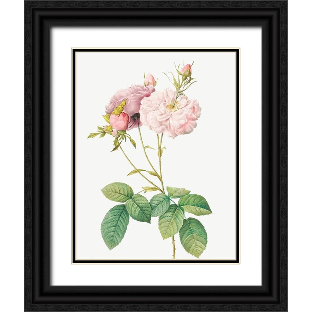 Redoute, Pierre Joseph 19x24 Black Ornate Wood Framed with Double ...