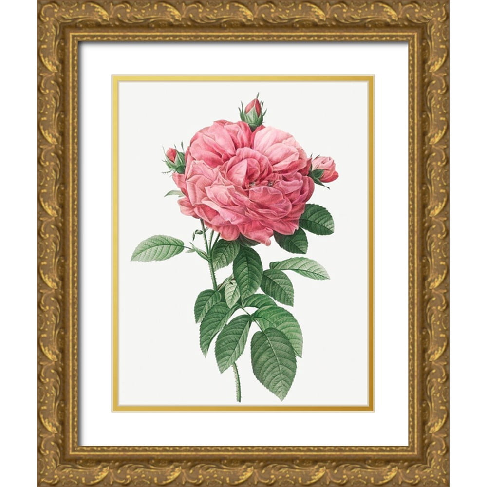Redoute, Pierre Joseph 19x24 Gold Ornate Wood Framed with Double ...