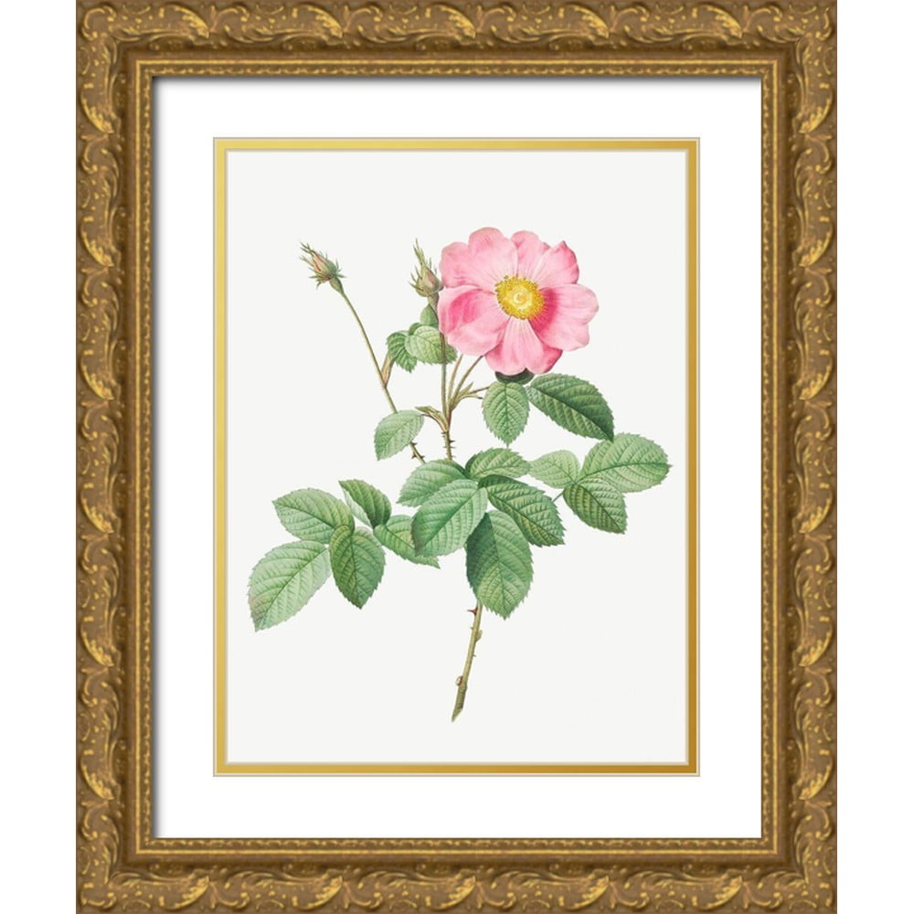 Redoute, Pierre Joseph 19x24 Gold Ornate Wood Framed with Double ...