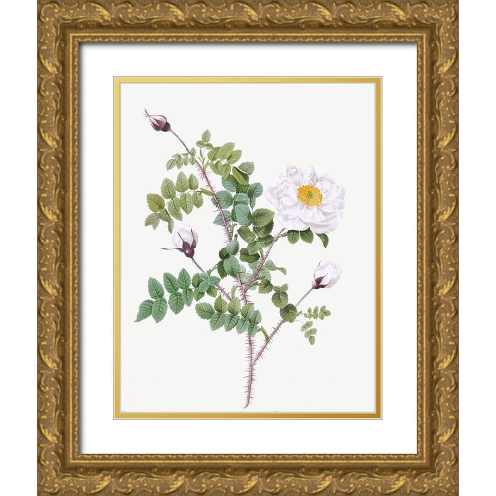 Redoute, Pierre Joseph 19x24 Gold Ornate Wood Framed with Double ...