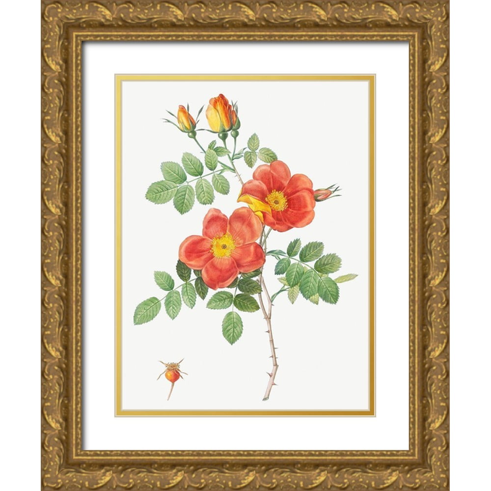 Redoute, Pierre Joseph 19x24 Gold Ornate Wood Framed with Double ...