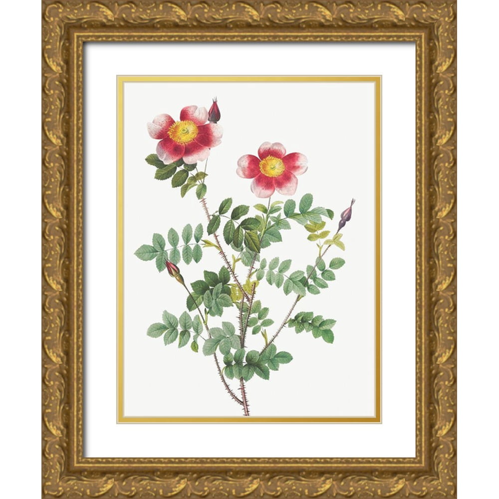Redoute, Pierre Joseph 19x24 Gold Ornate Wood Framed with Double ...