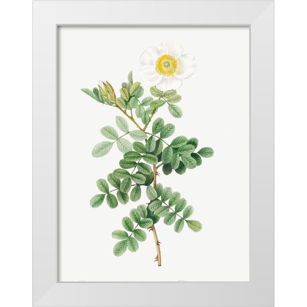 Redoute, Pierre Joseph 19x24 White Modern Wood Framed Museum Art Print ...