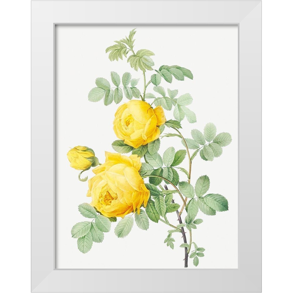 Redoute, Pierre Joseph 19x24 White Modern Wood Framed Museum Art Print ...