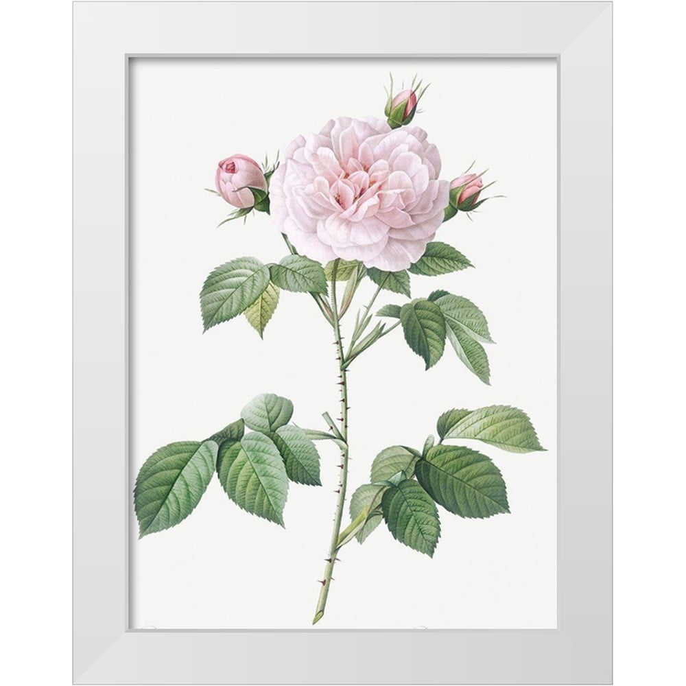 Redoute, Pierre Joseph 19x24 White Modern Wood Framed Museum Art Print ...
