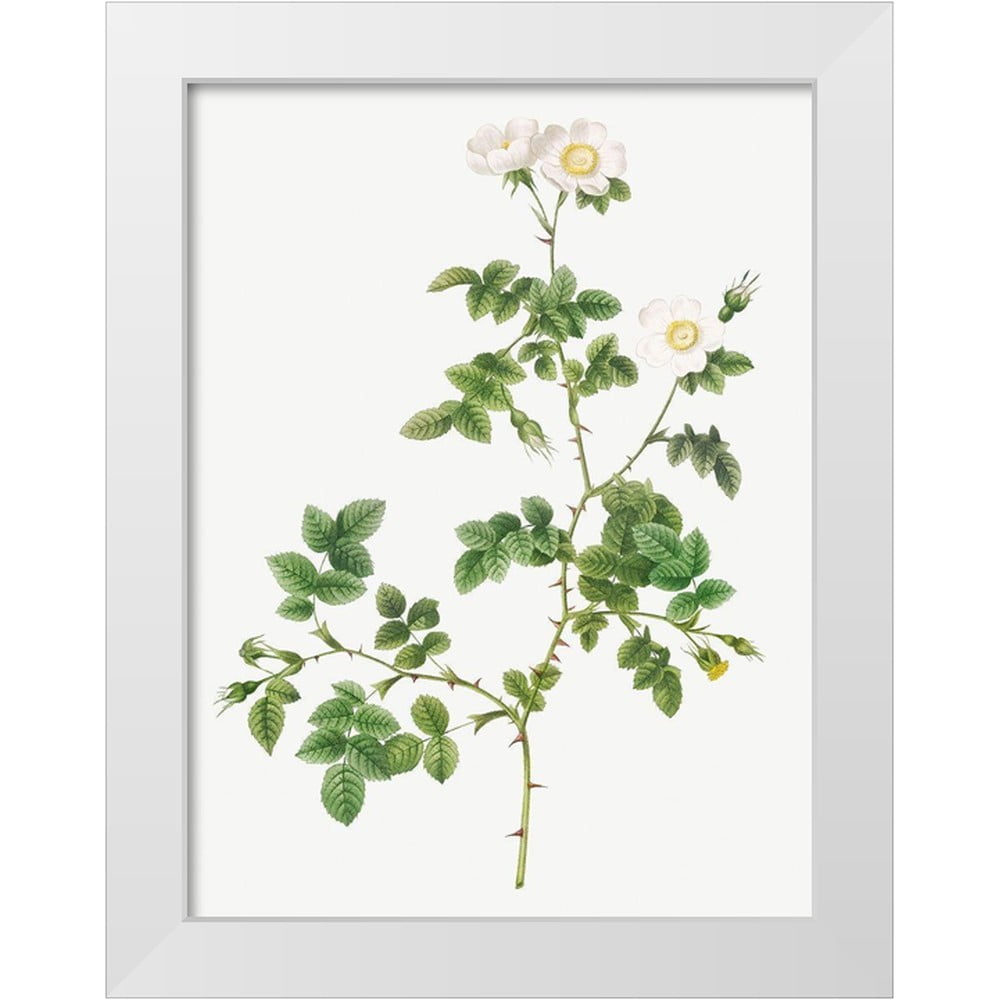 Redoute, Pierre Joseph 19x24 White Modern Wood Framed Museum Art Print ...