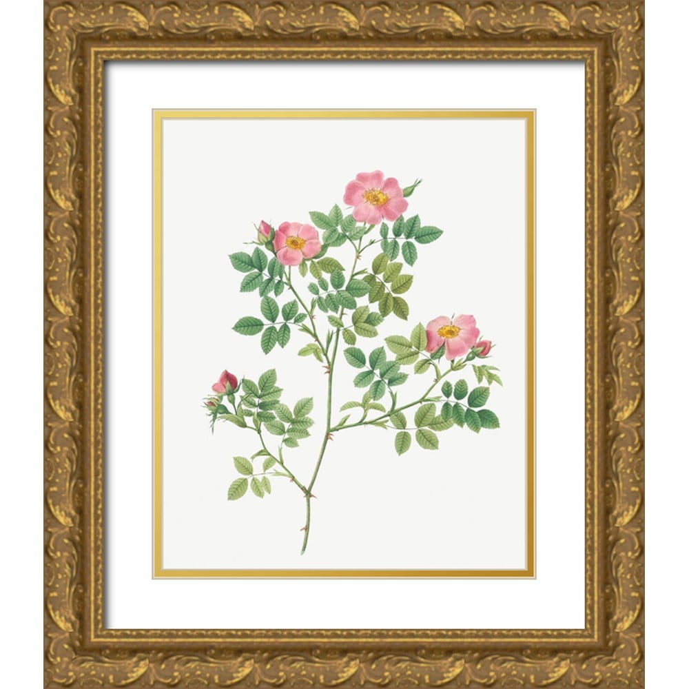 Redoute, Pierre Joseph 20x24 Gold Ornate Wood Framed with Double Matting Museum Art Print Titled ...