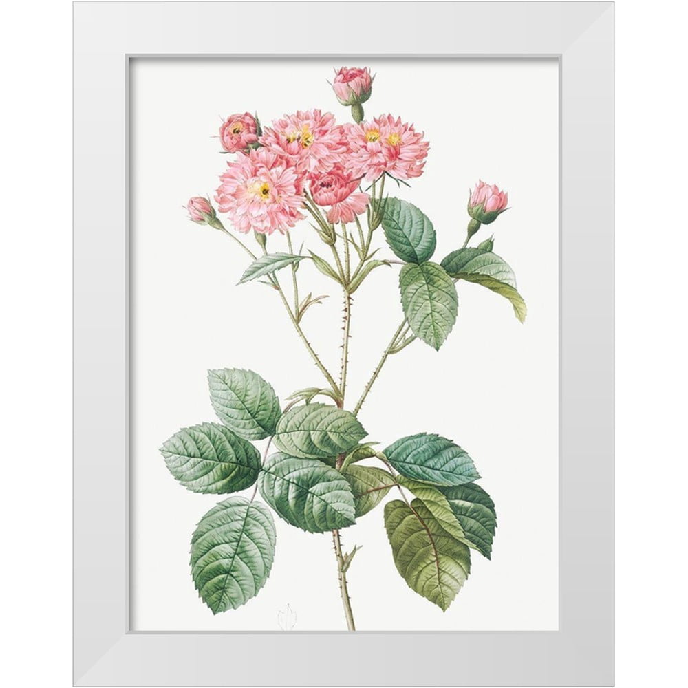 Redoute, Pierre Joseph 25x32 White Modern Wood Framed Museum Art Print ...