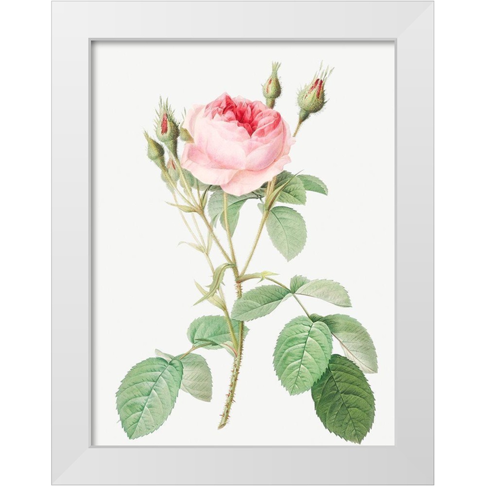 Redoute, Pierre Joseph 25x32 White Modern Wood Framed Museum Art Print ...
