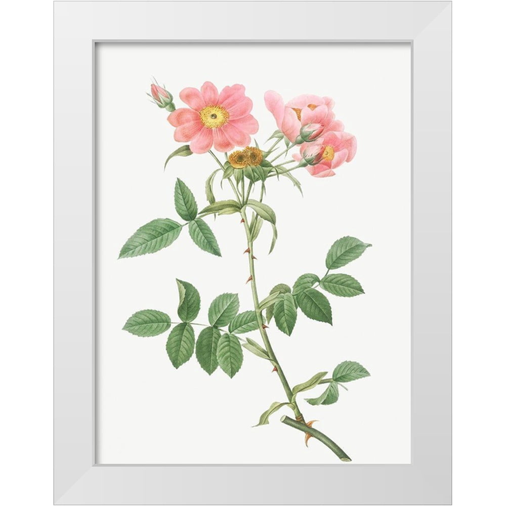 Redoute, Pierre Joseph 25x32 White Modern Wood Framed Museum Art Print ...