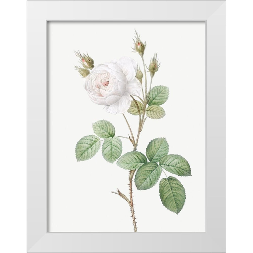 Redoute, Pierre Joseph 25x32 White Modern Wood Framed Museum Art Print ...