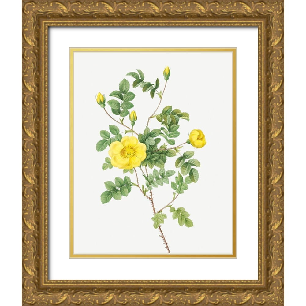 Redoute, Pierre Joseph 26x32 Gold Ornate Wood Framed with Double ...
