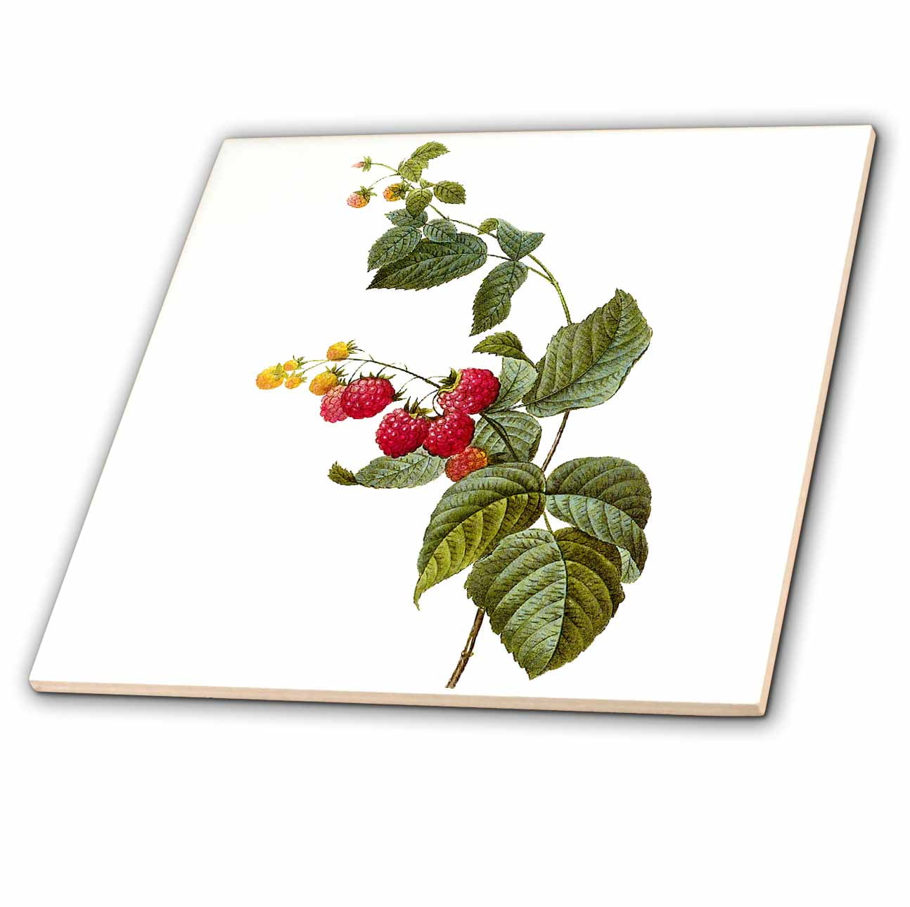 Redoute Vintage Watercolor Fruit Raspberry Plant Rubus Sp 4 Inch ...