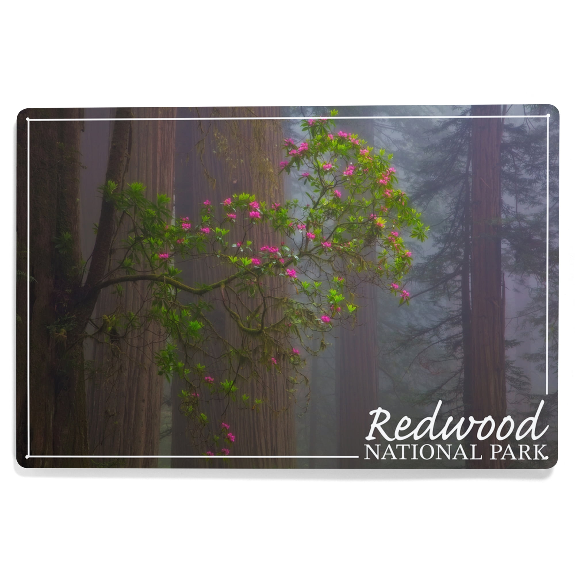 Redwood National Park, Forest Scene (12x18 Aluminum Art, Indoor Outdoor ...