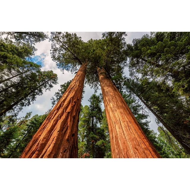 CZ Grain Redwood Sequoia Tree Seeds, 25 Count - Walmart.com
